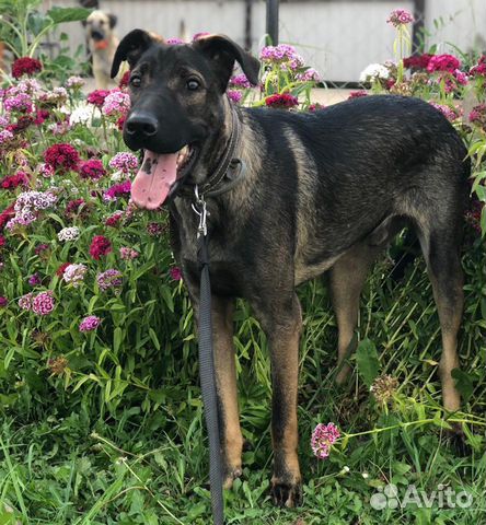 Собака в добрые руки