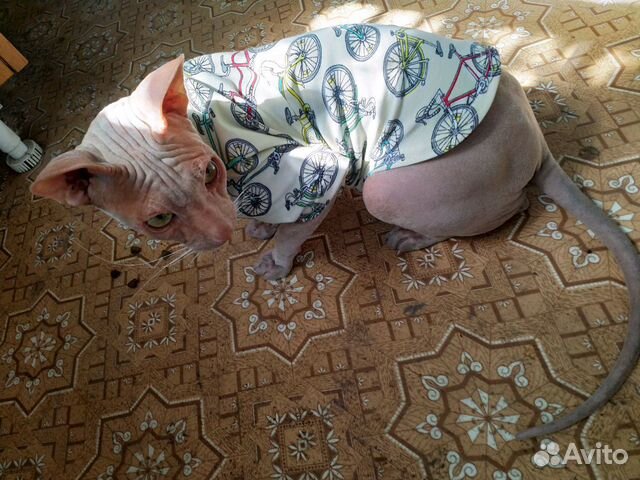 Найден котюня