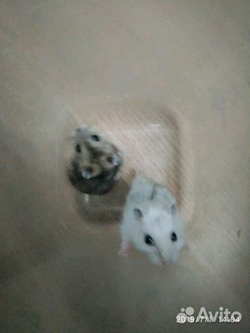 Джунгарский хомяк