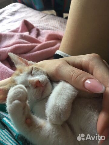 Котенок канадского и донского сфинкса