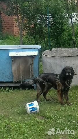 Отличный сторож