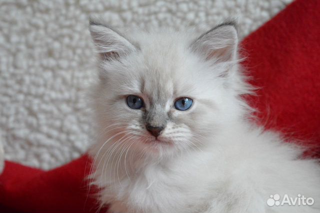 Невский малыш 1,5 мес