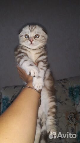 Вислоухая милашка