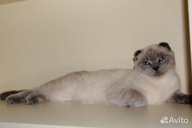 Котята колор пойнт 5 месяцев