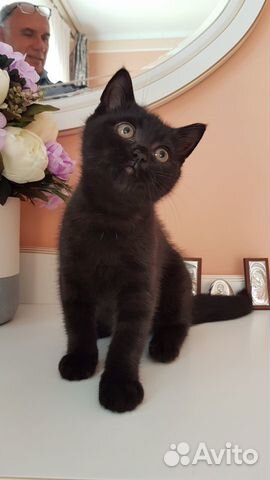 Шоколадный принц