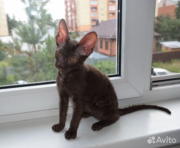 Шикарный котик окрас шоколадный