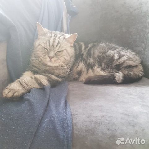Кот Шотланлец Скоттиш Страйт Корс 6 лет в добрые р