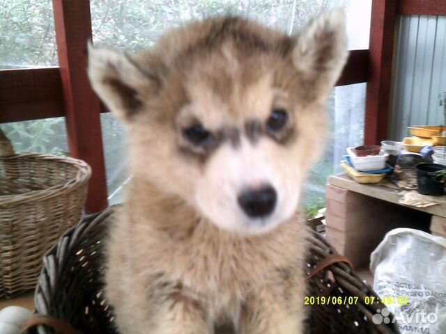 Чистокровный щенок хаски