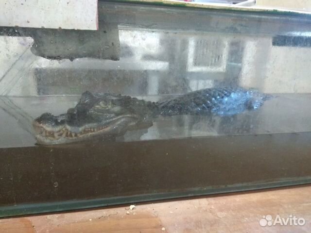 Крокодиловый кайман взрослый