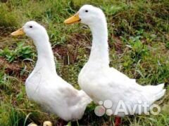 Утята стар 53 оптом и в розницу. Вывод 16 июля