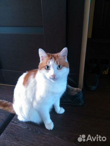 Отдаю в хорошие, добрые руки замечательного котика