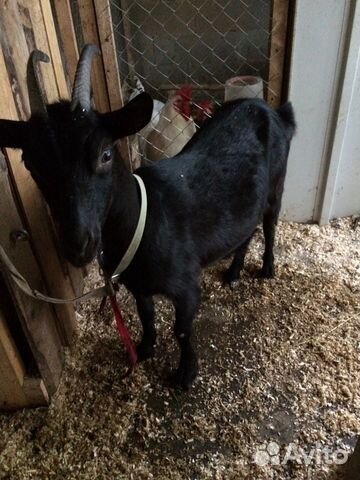 Коза Альпийская