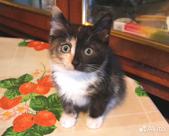 Котёнка трёхцветка, отдадим ответственным хозяевам