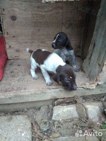 Продам щенков породы Курцхаар