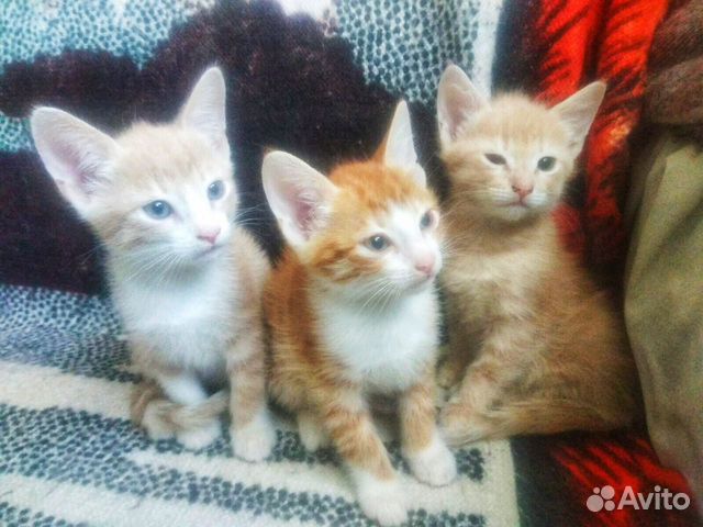 Котята в добрые руки
