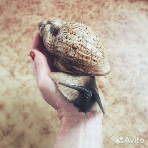 Продам две улитки Ахатины
