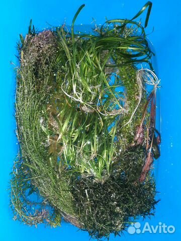 Ведерко аквариумных растений