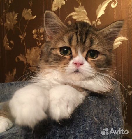 Малыш породы хайленд