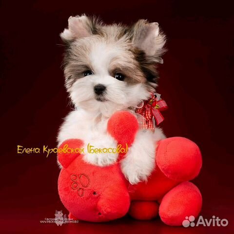 Мини мальчик Йорк окрас биро делют