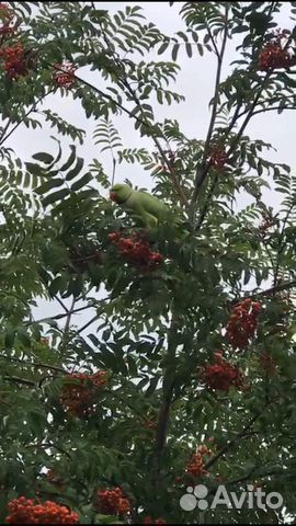 Найден попугай