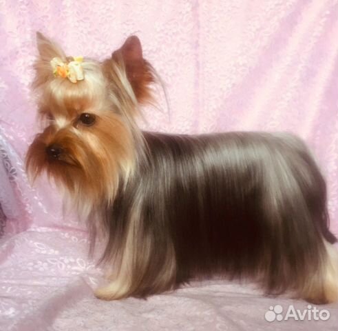 Очаровательная мини девочка