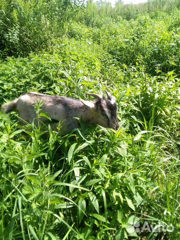 Козлят нубийский и ламанча