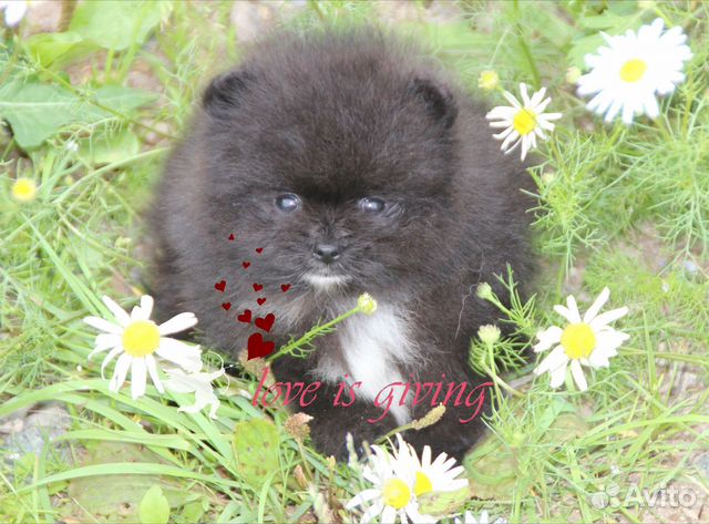 Шпиц пингвинчик