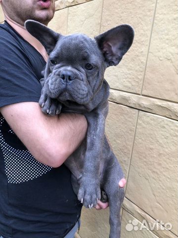 Французский бульдог