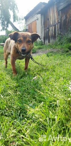 Пёсик маленький 2.5 года