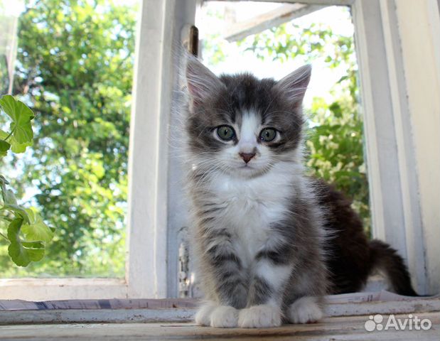 Очаровательная кошечка ищет добрых хозяев