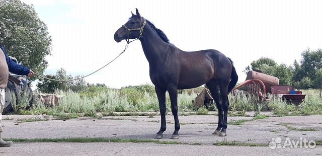 Мерин Карачаевской породы