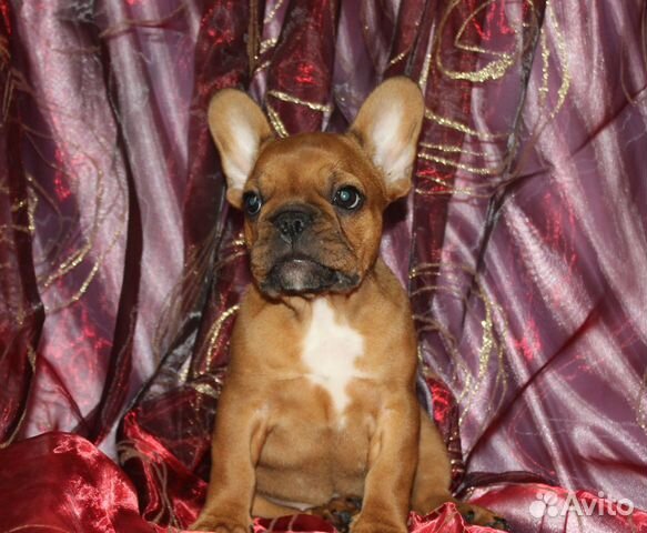 Самая обоятельная и привлекательная РКФ