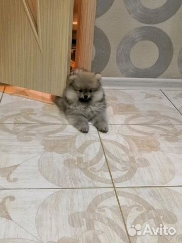 Шпиц мальчик