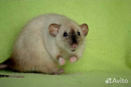 Отдам даром крысу Дамбо