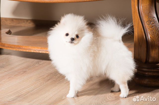 Шпицули кремовые