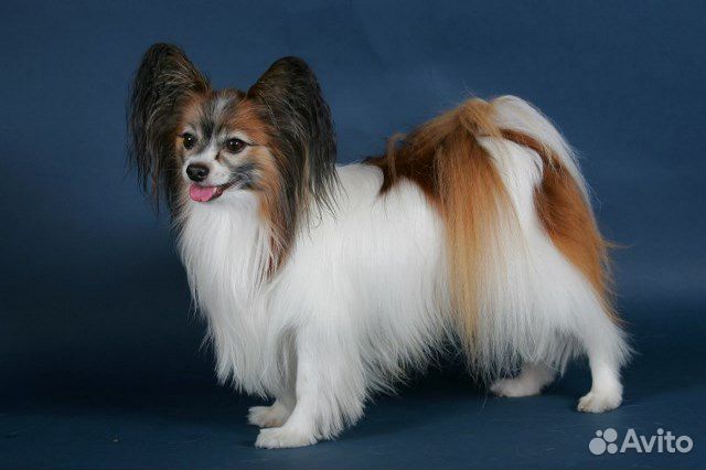 Папийон (Собака бабочка)