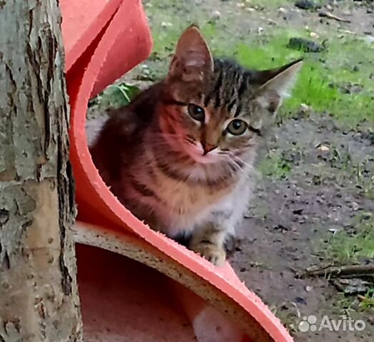 Котенок
