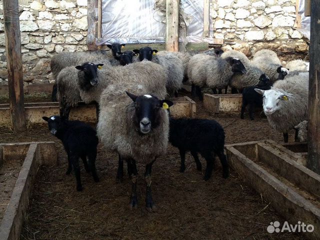 Барашки на курбан байрам