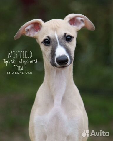 Щенок уиппета