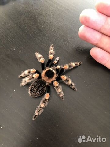 Паук Птицеед