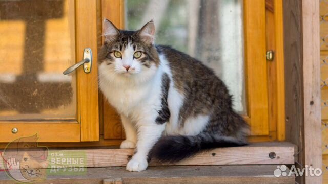 Котики в добрые руки