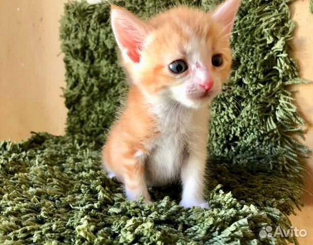 Котята Крошка-Рыжее Солнышко в дар в добрые руки