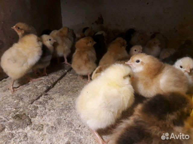 Цыплята кур несушек