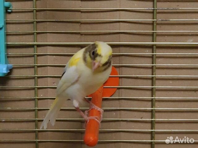 Птенцы канарейки