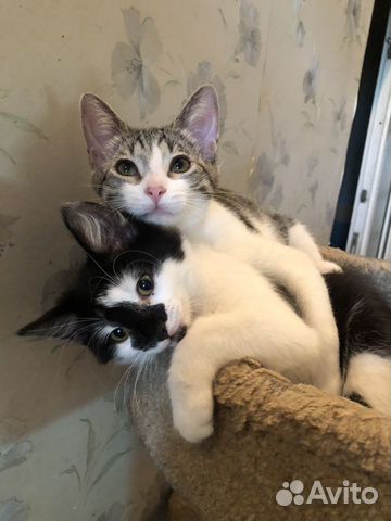 Супер котята