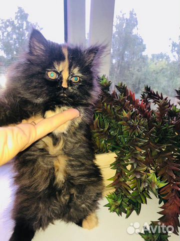 Киска ждёт родителей