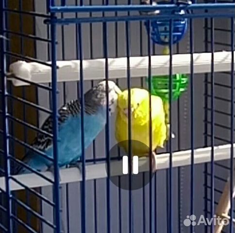 Волнистые попугайчики в хорошие руки