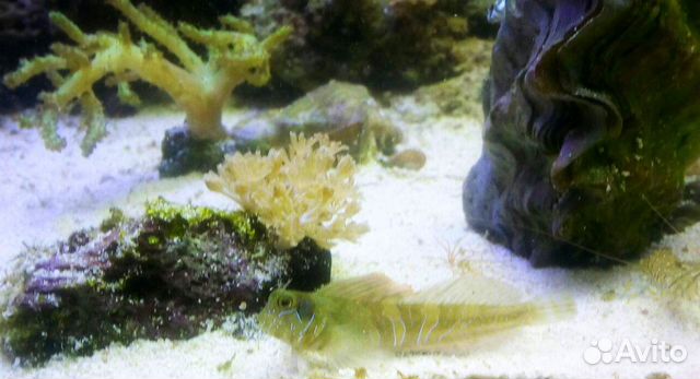 Рыбки морские сабачки сфинксы