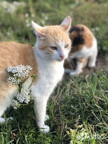 Котёнок очень ласковый ищет хозяина