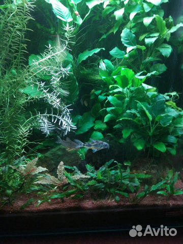 Анубиас петит